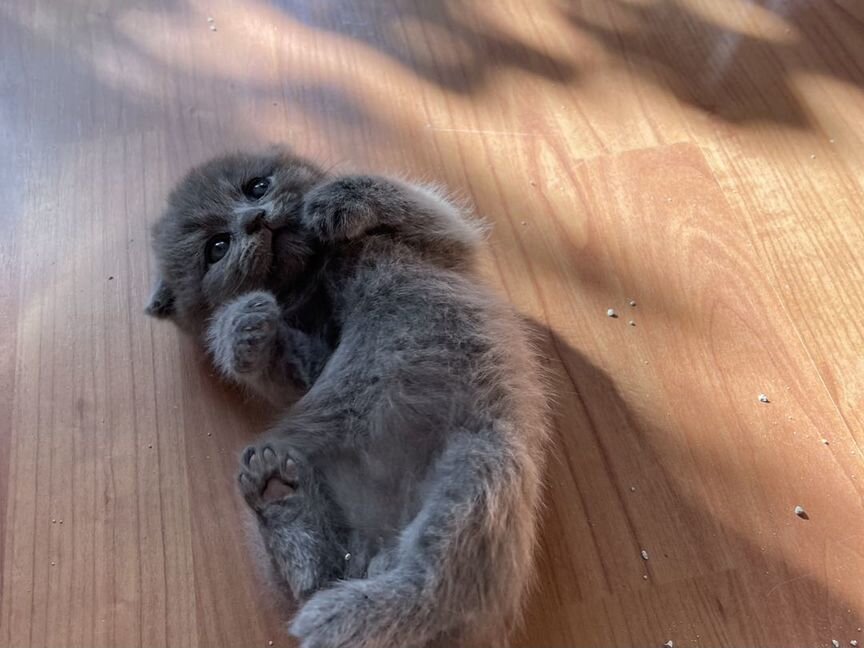 Британские породистые голубые котята, прекрасные м