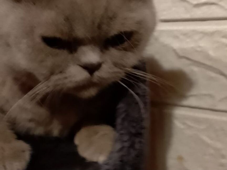 Экзотическая кошка