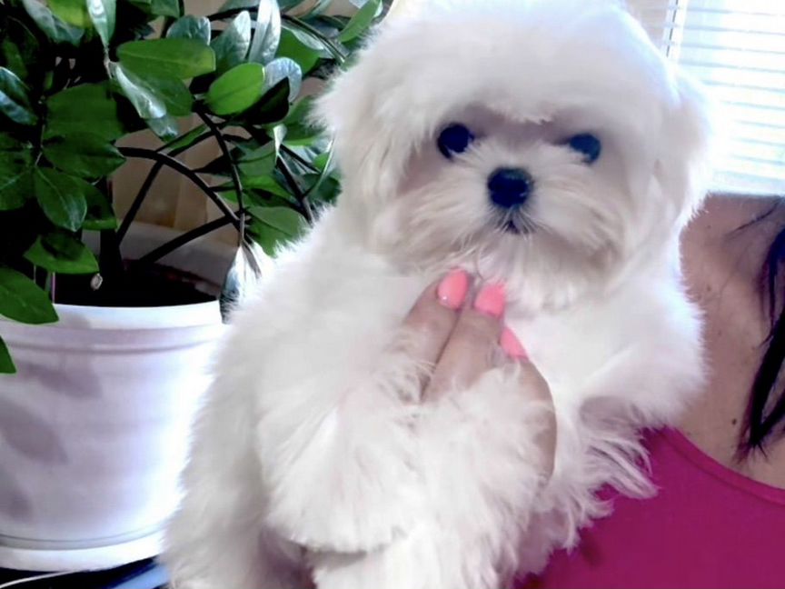 Мальтийская болонка