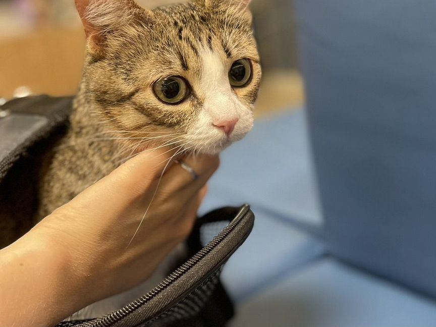 Самая потрясающая кошка