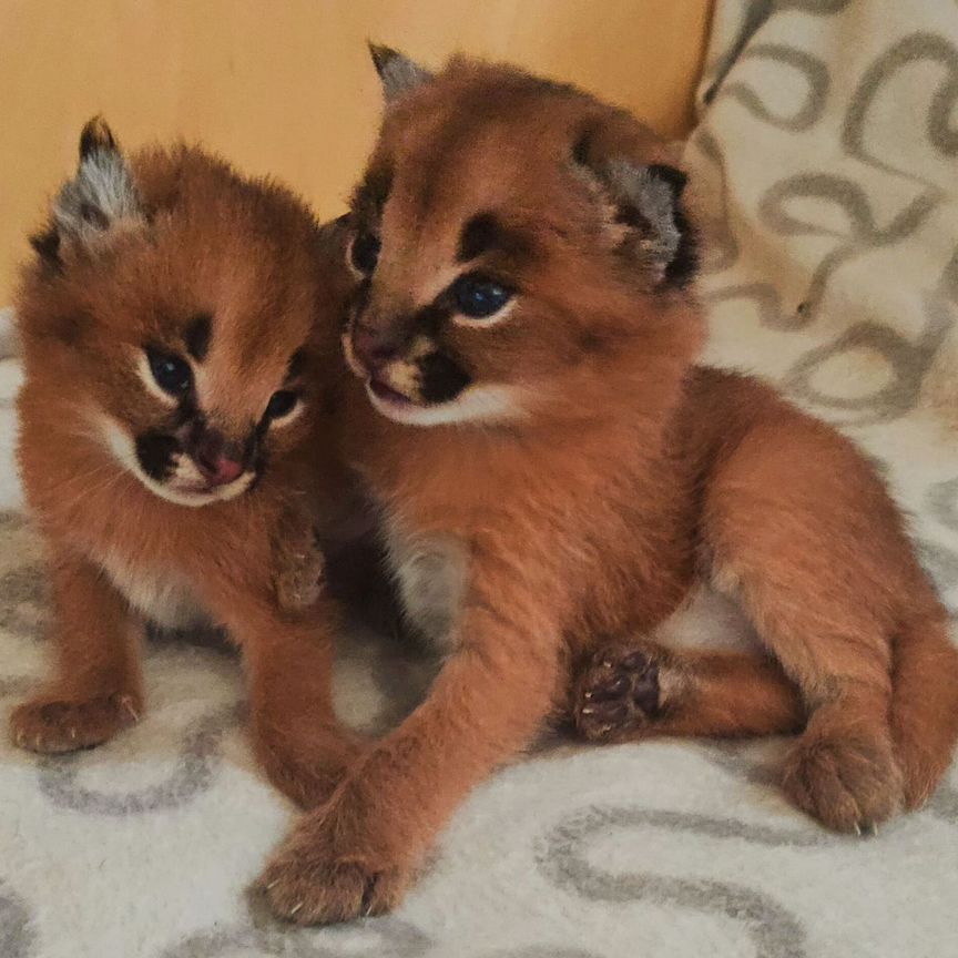 Котята очень дорогие