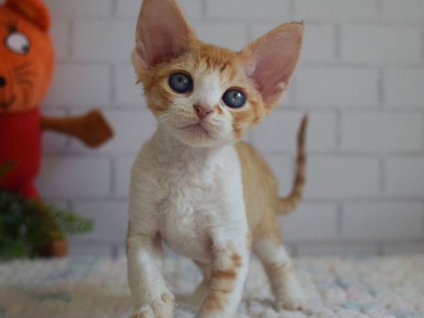 Котик Девон рекс