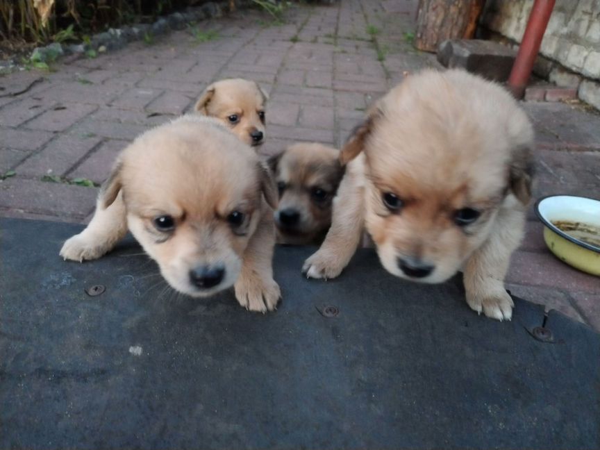 Щенки дворняги в добрые руки отдам бесплатно