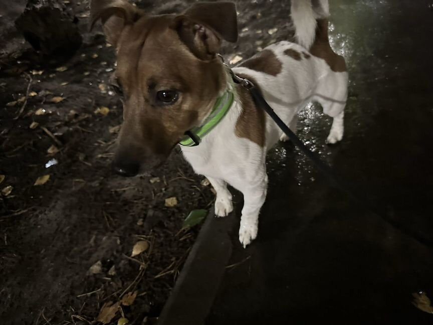 Вязка джек рассел терьер