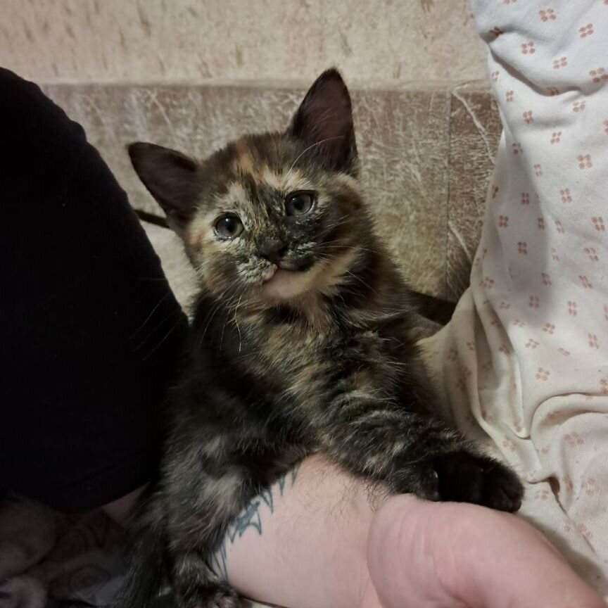 Кошка