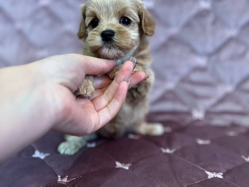 Мальтипу мини ф1 малыш от мамы Корея