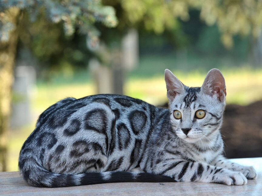 Шикарное серебро котята