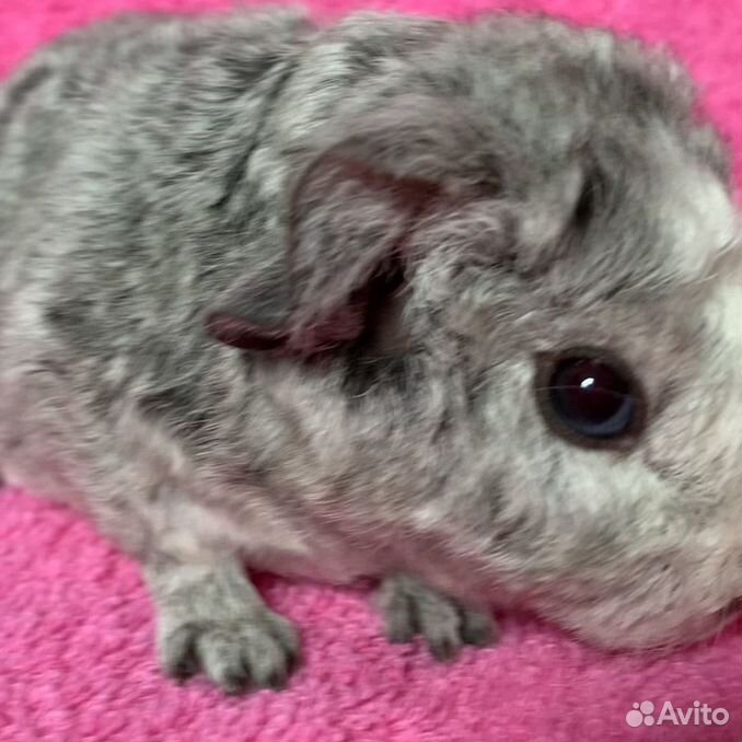 Морская свинка Тедди, мальчик