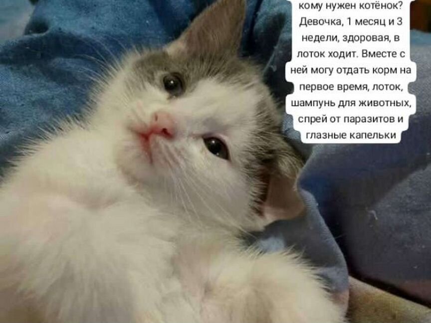 Селкирк-рекс