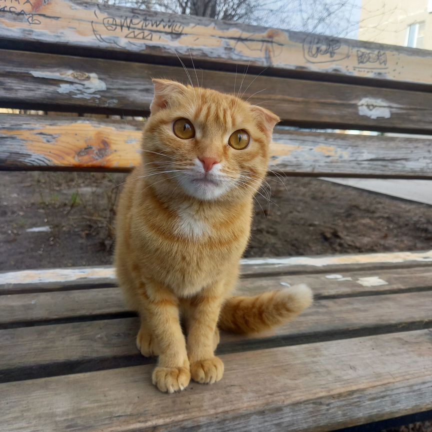 Рыжая вислоухая кошечка