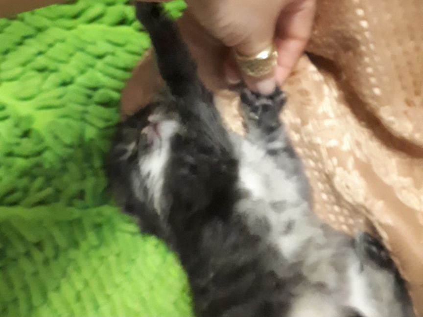 Котенок в добрые руки