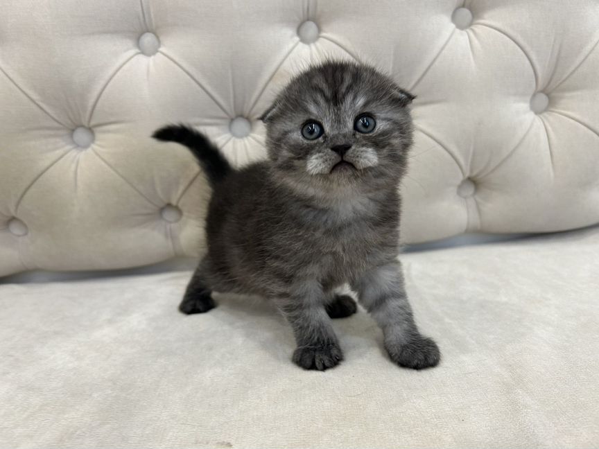 Шотландские вислоухие котята
