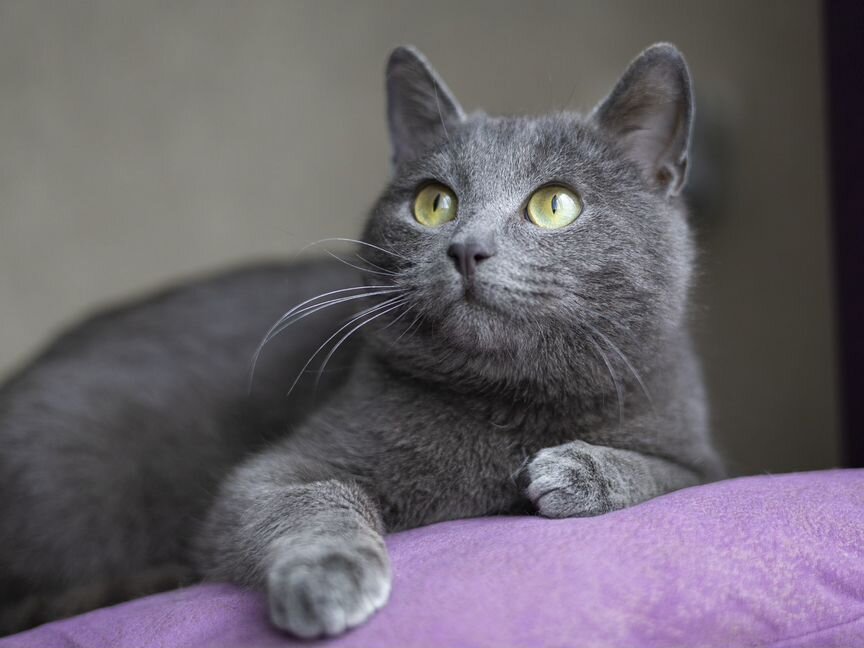 Котик Мушу. Ваше плюшевое чудо