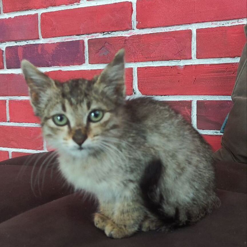 Котенок в добрые руки