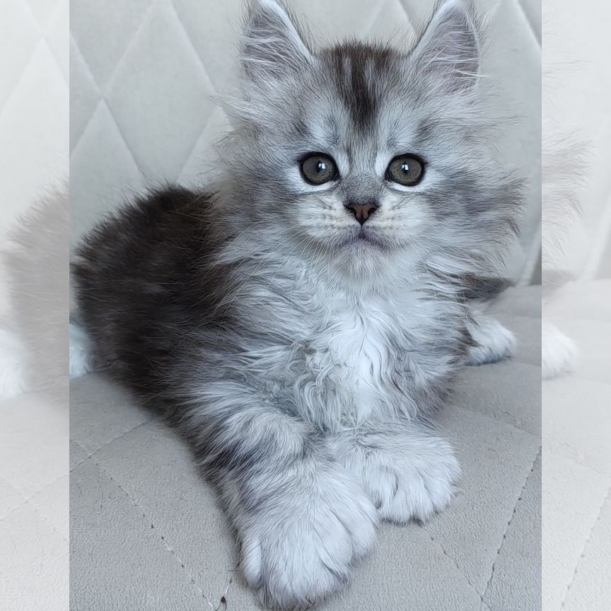 Лучшие котята Мейн- кун