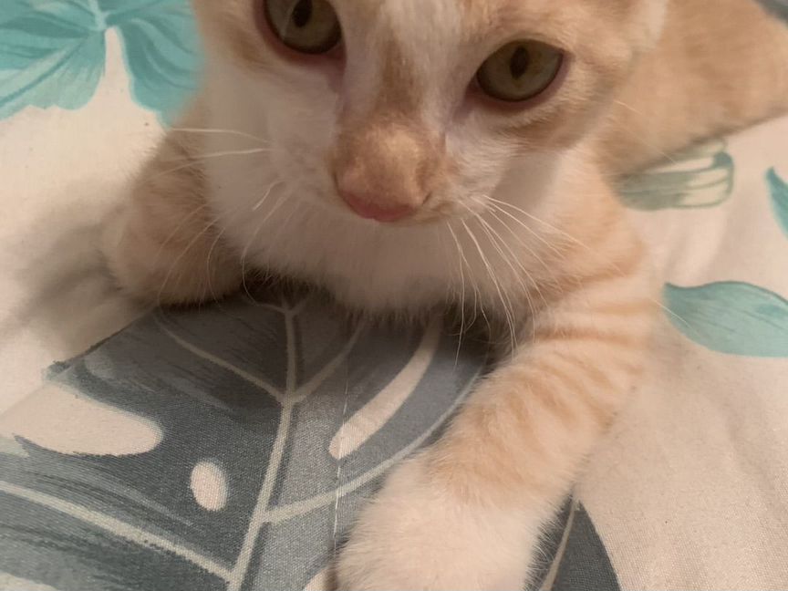 Кошка Американская Керл