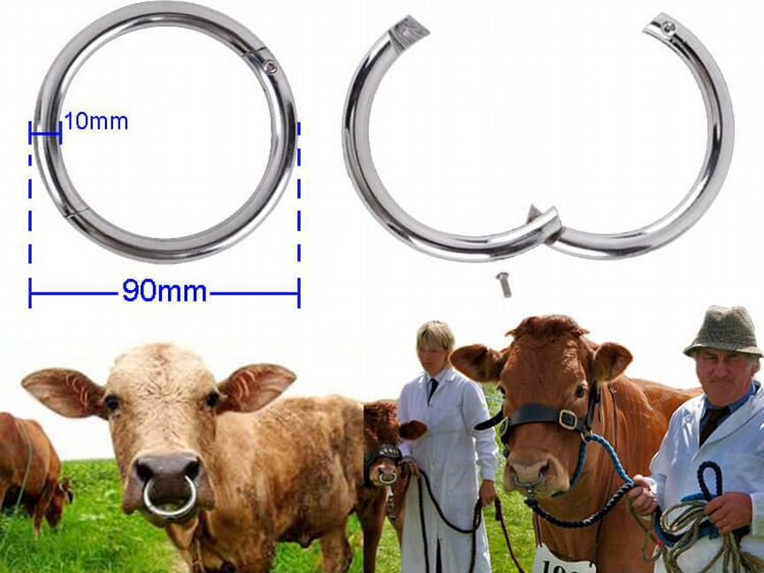 Носовое кольцо для быков
