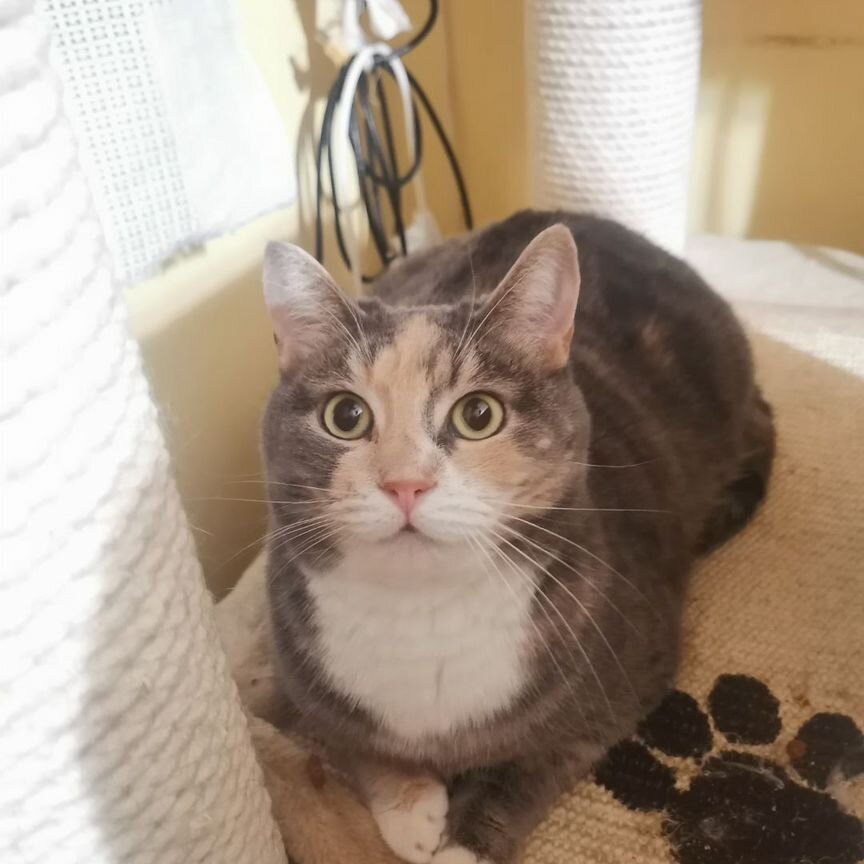 Трехцветная голубая София