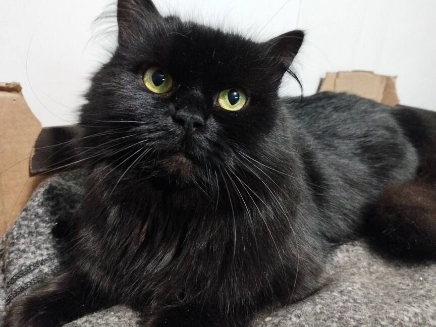 Котята ищут дом