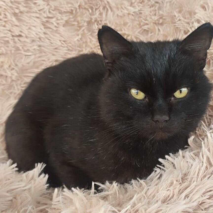 Взрослый кот в добрые руки