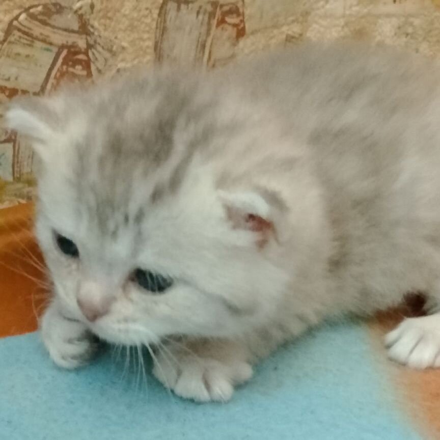 Британский короткошёрстный котёнок