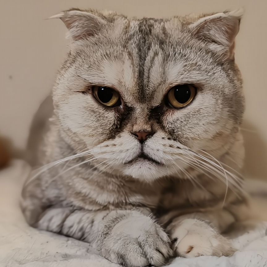 Шотландская вислоухая короткошёрстная кошка, взрослая