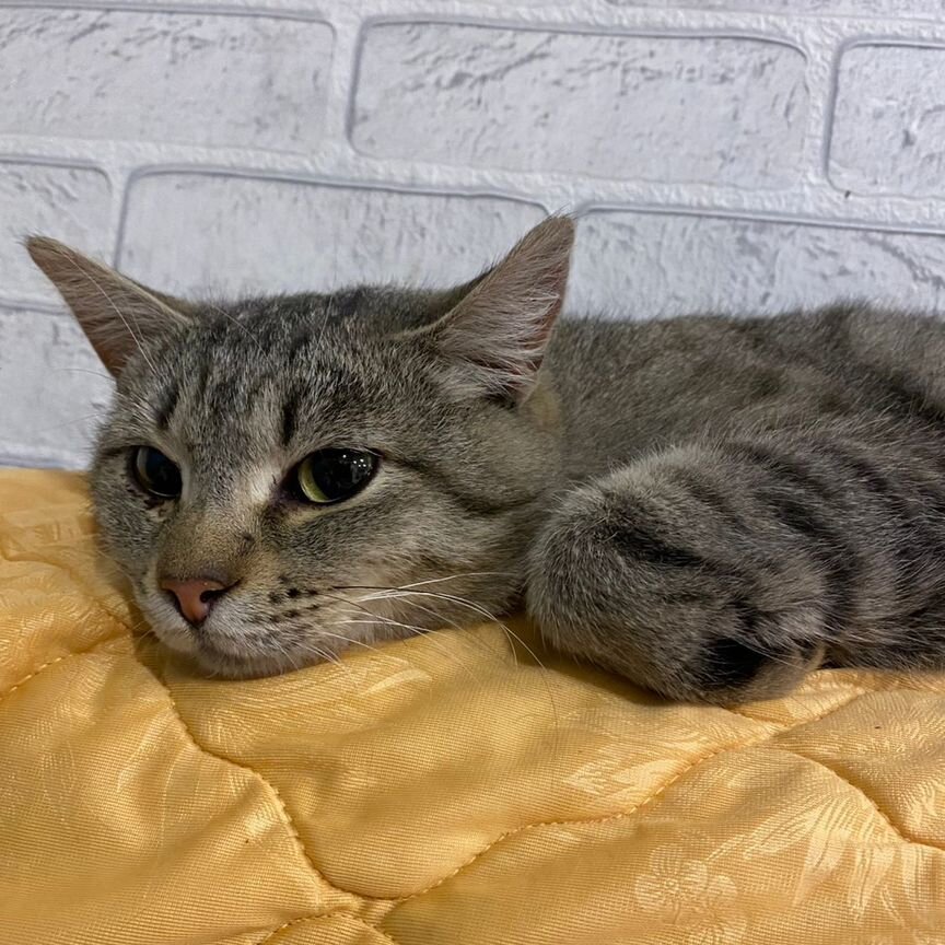 Взрослый кот в добрые руки