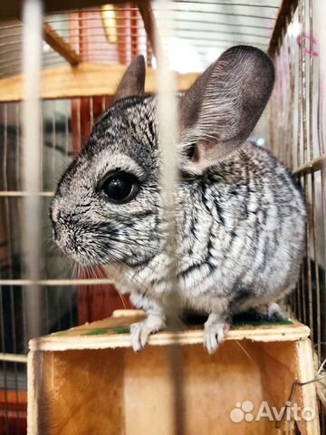 Шиншилла девочка