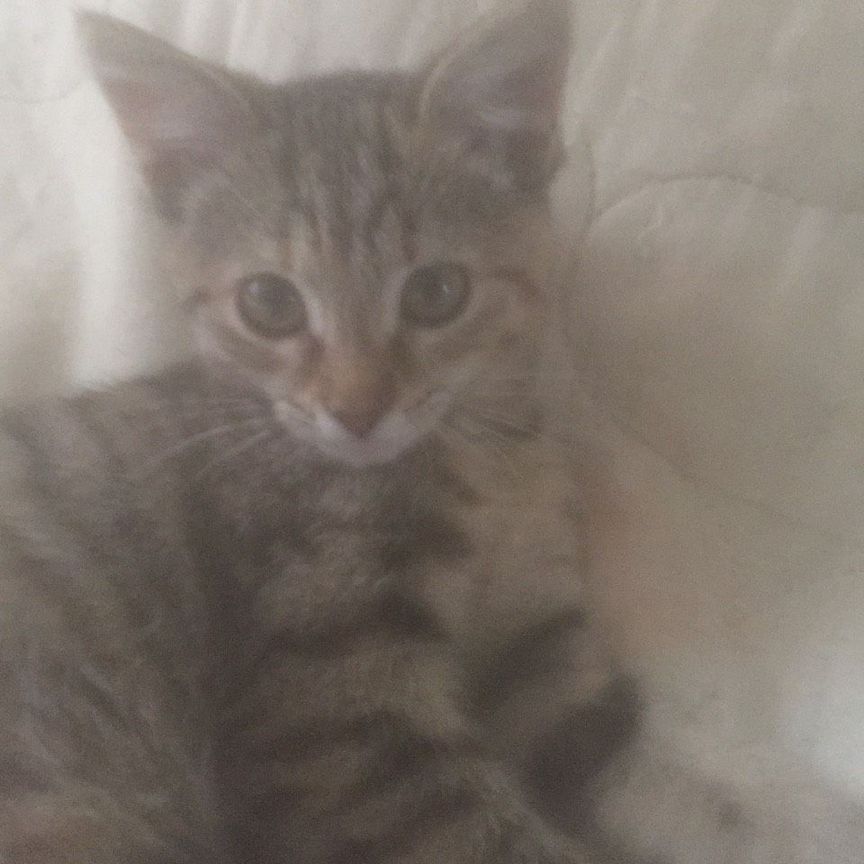 Кошечка шустрая 1 месяц. К лотку приучена