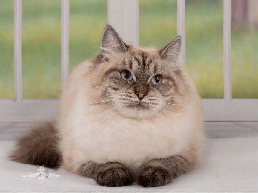 Вязка кошек