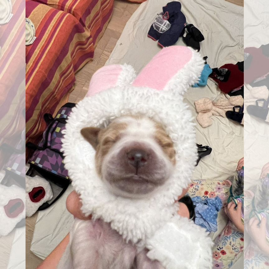 Бретонский эпаньол, щенок