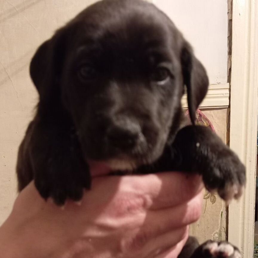 Щеночки в добрые руки