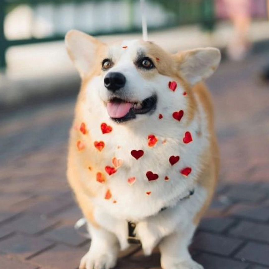 Вельш Корги Пемброк, щенок