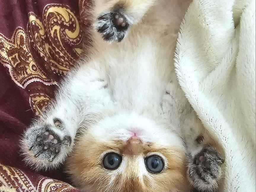 Золотой котятенок