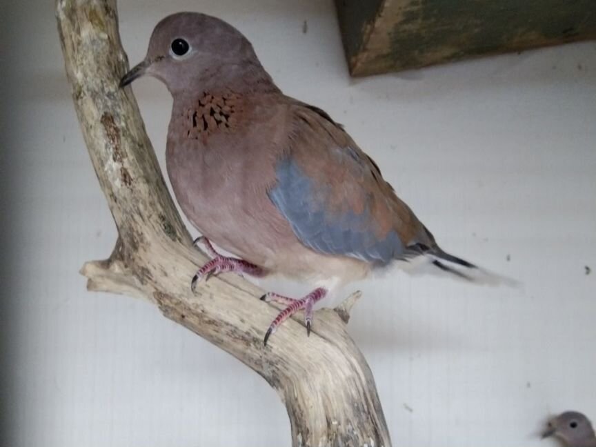 Синегальская горлица