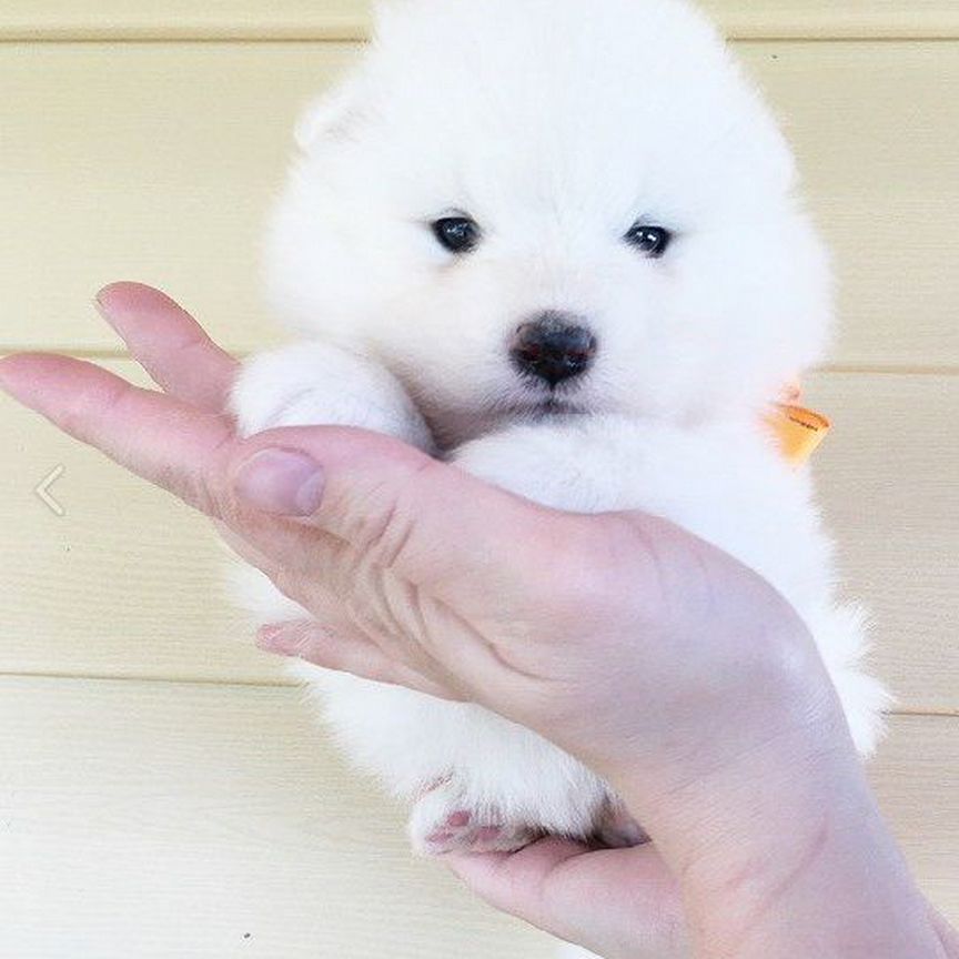 Шикарные детки самоедской лайки