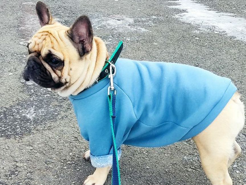 Свитшот для собаки