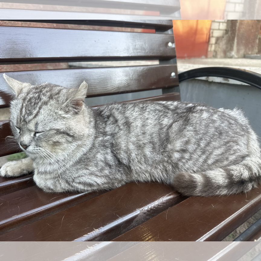 Шотландский прямоухий короткошёрстный котёнок