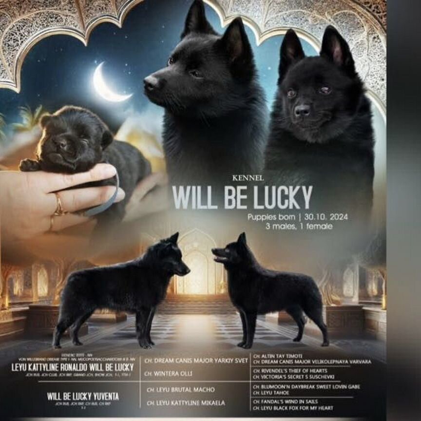 Щенки схипперке