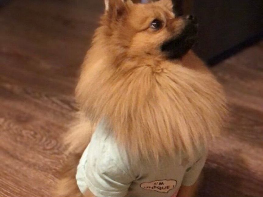 Немецкий шпиц мальчик