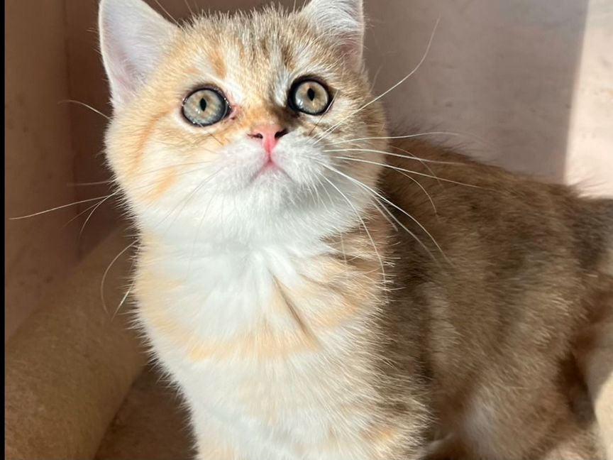 Котёнок девочка яркая золотая
