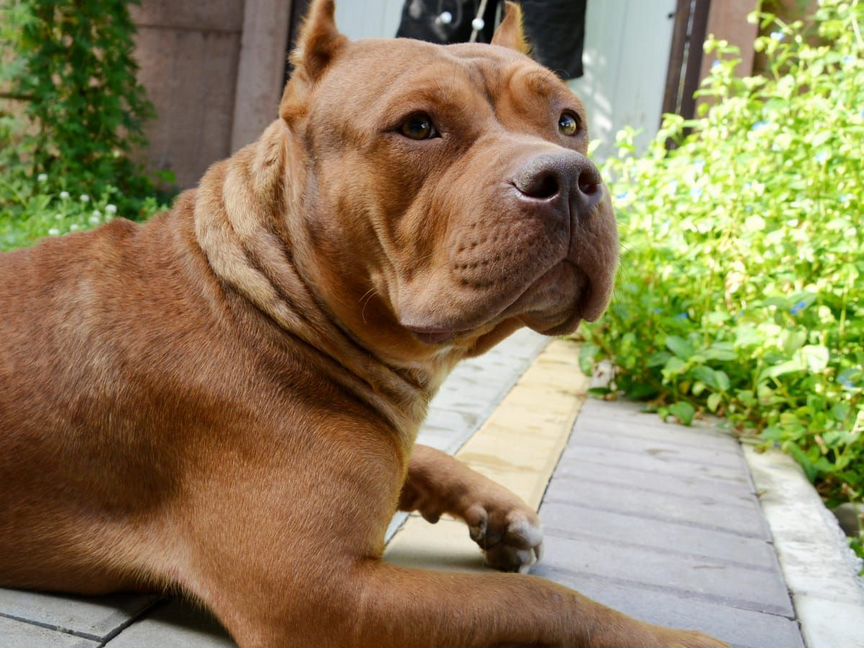 Американский булли classic