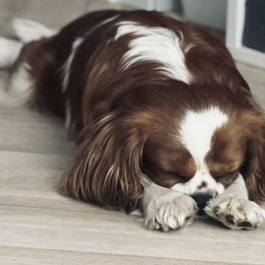 Кавалер кинг-чарльз-спаниель, вязка