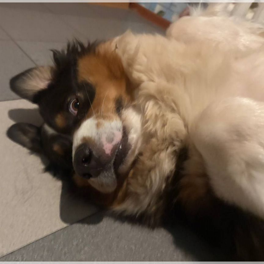 Австралийская овчарка, взрослая собака