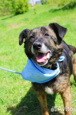 Собака в добрые руки