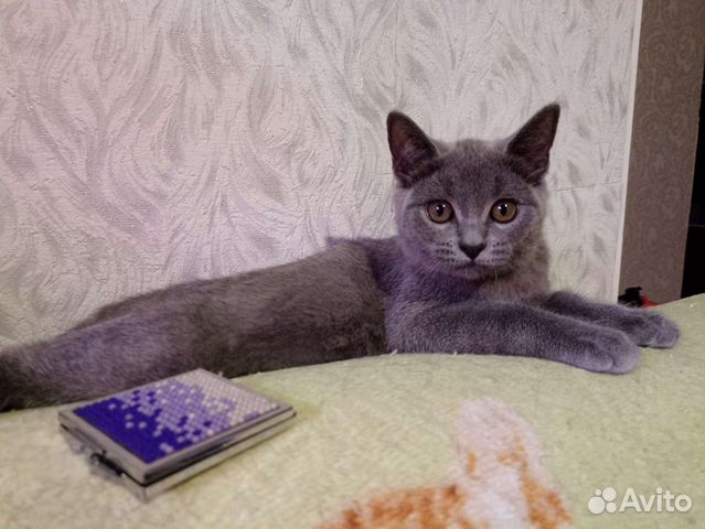 Шотландский котенок,девочка,возможен торг