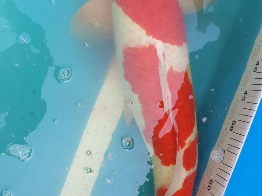 Карп Кои из Японии под заказ