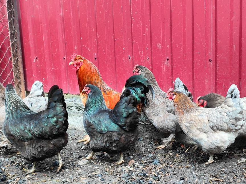 Петух и курицы