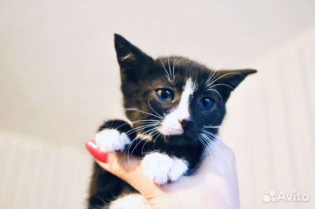 Малыш Томми в дар