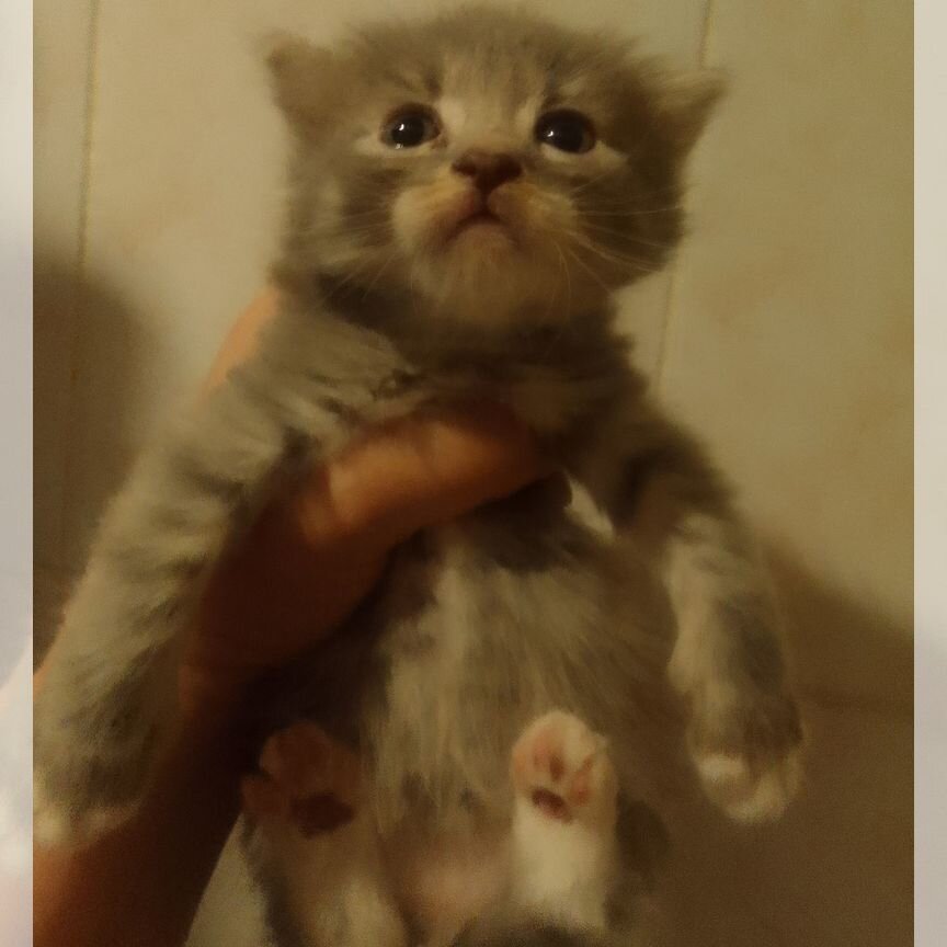 Котёнок в добрые руки